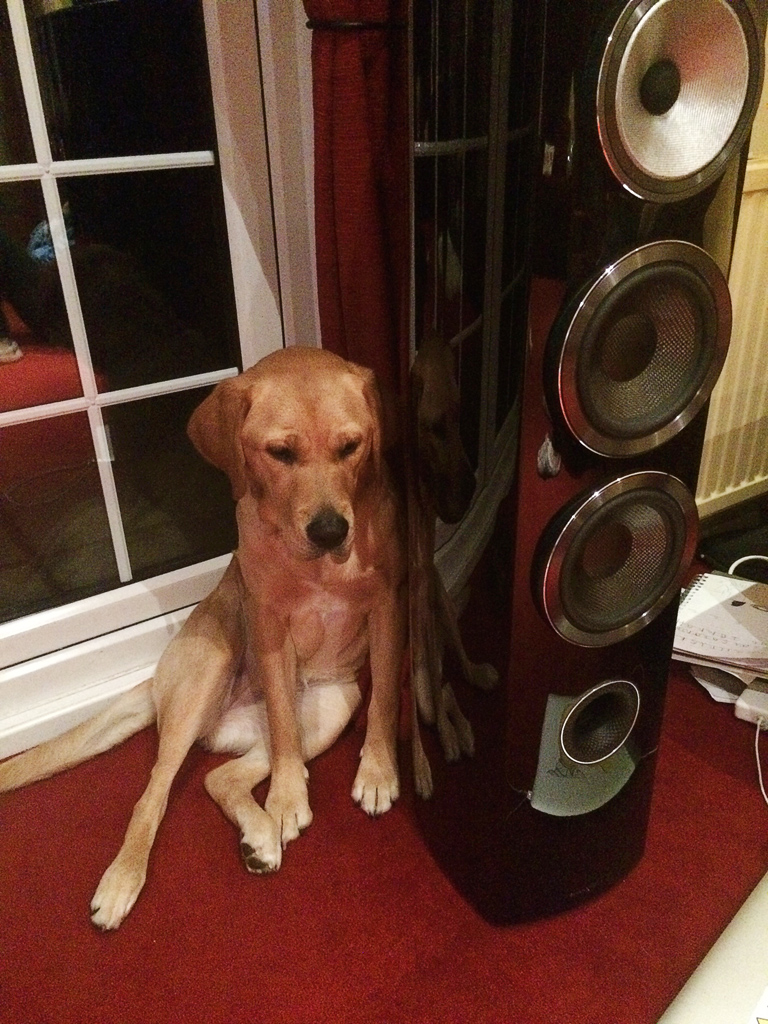 Rani - Trainee Guide Dog - Craig McAteer